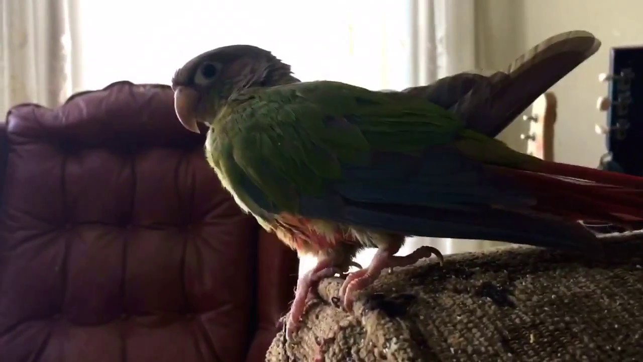 Green-Cheeked Conure Disco Dancing! - YouTube