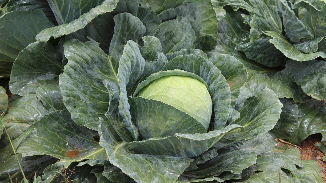 Repollo Origen Cultivo Variedades Cuidados Recomendaciones Y Usos | My ...