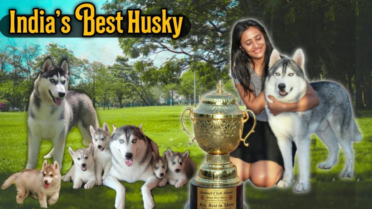 Beautiful Siberian Husky At Greenstone Kennel Pune | Import Husky In ...