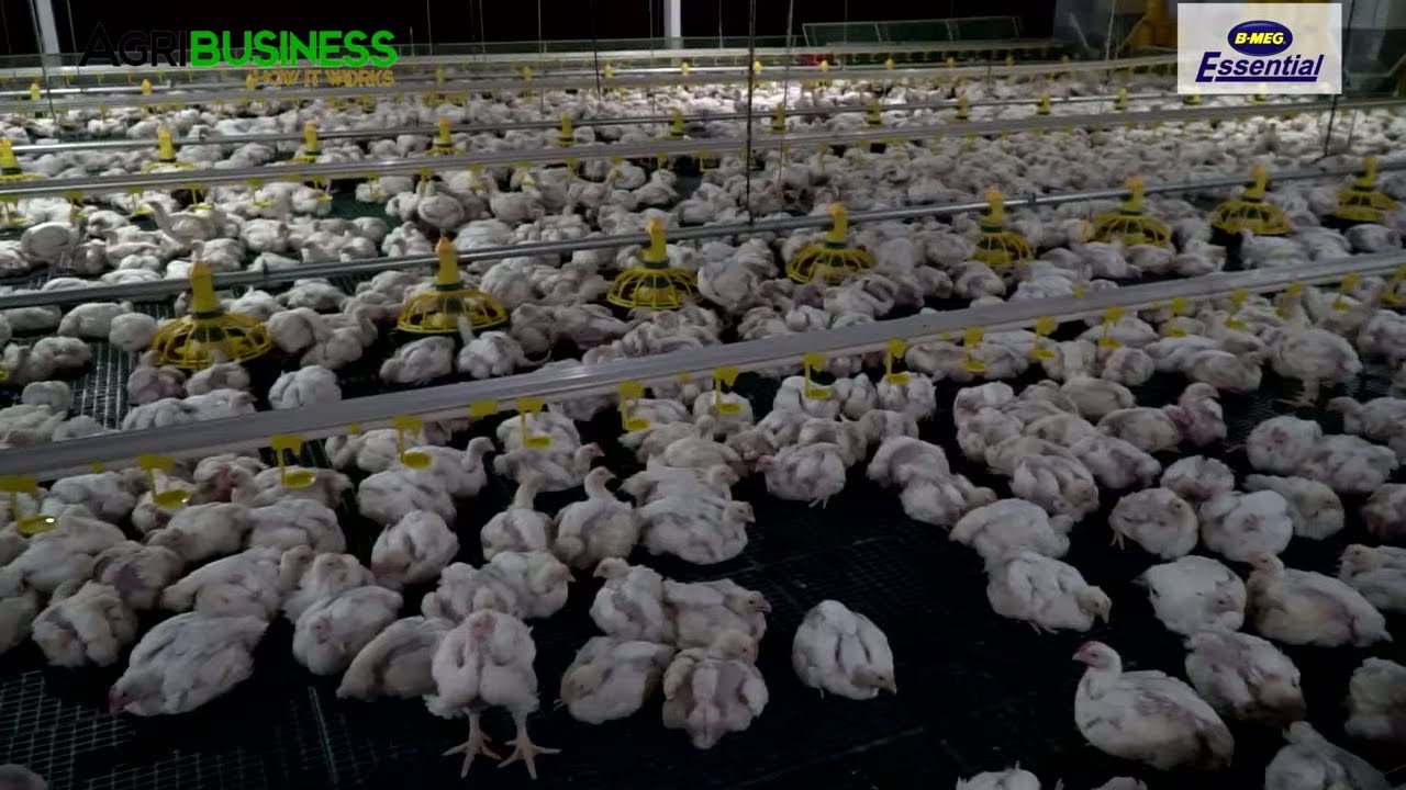 Broiler Chicken Farming: FINISHING STAGE Management to Achieve Highest ...