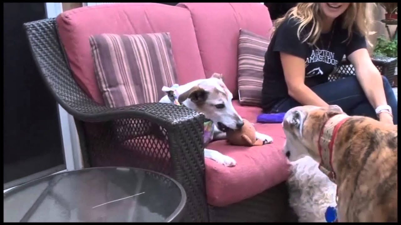 Adoption Ambassador Profile - YouTube