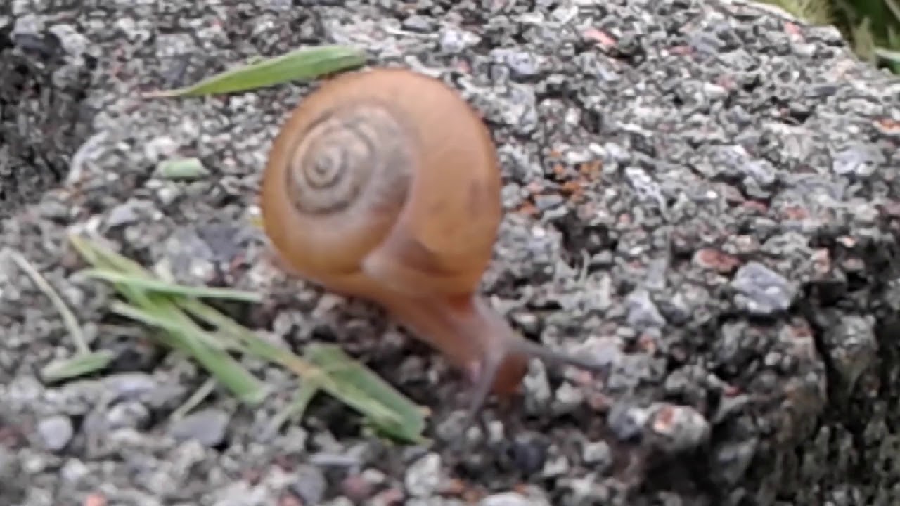 GARY THE DANCING SNAIL - YouTube