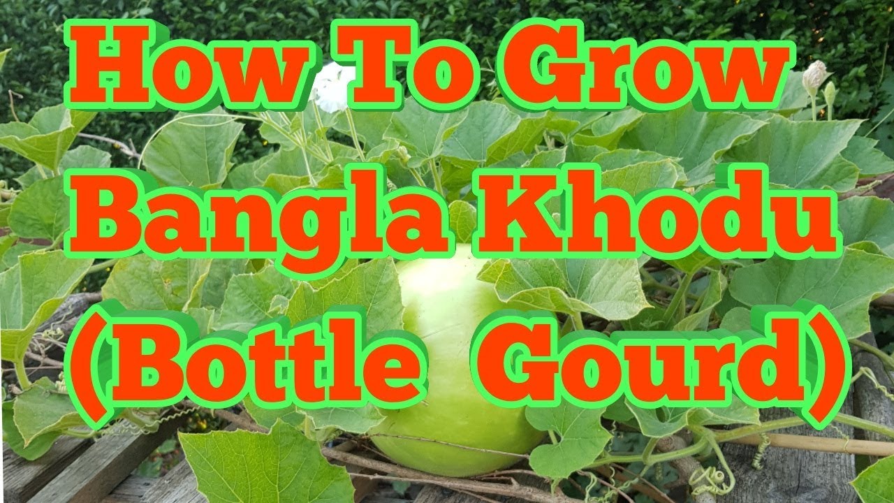 How to Grow Bangla Khodu (Grow Bottle Gourd) and Sweet Peas - YouTube
