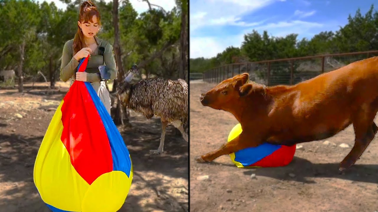 Maya gives Winnie her NEW ball at Alveus - YouTube