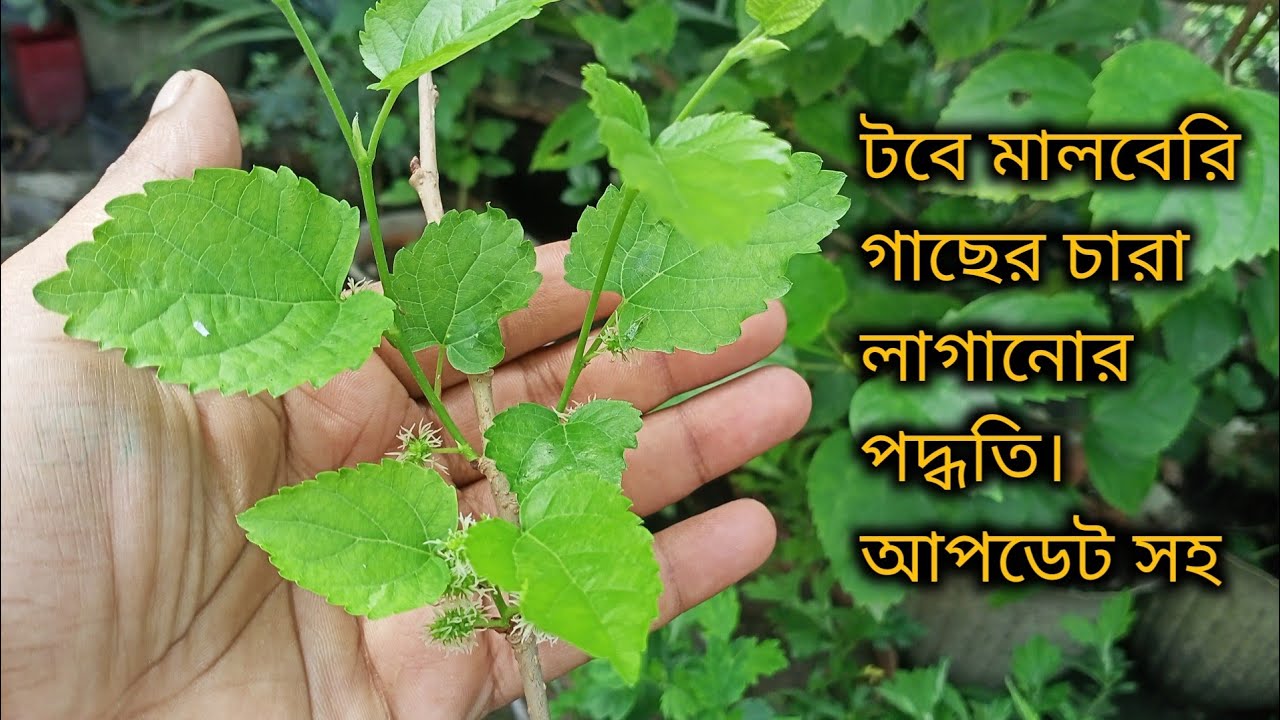 How to Grow a HUGE Mulberry Tree in a Small Pot? //Grow Mulberry in ...