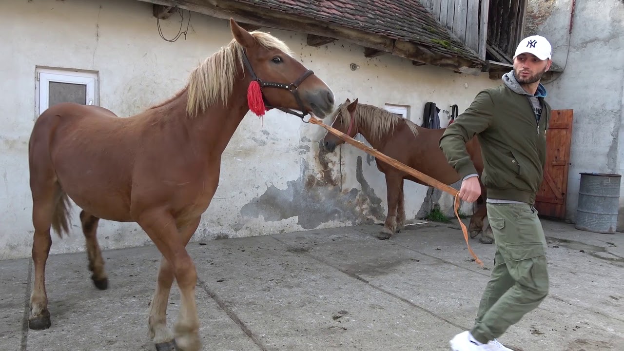 Caii lui Blondu de la Talmaciu, Sibiu 11 oct 2018 - YouTube