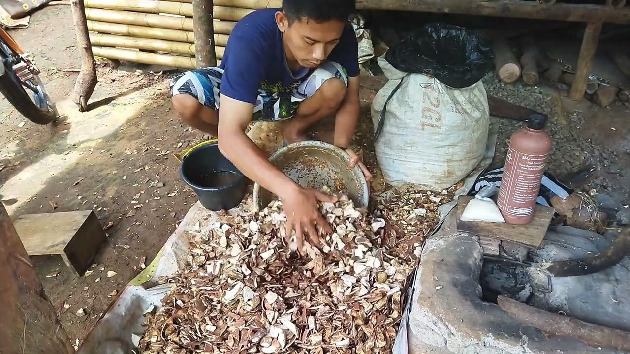 Silase Kulit Singkong untuk pakan ternak domba || menggunakan bahan yang sederhana - YouTube