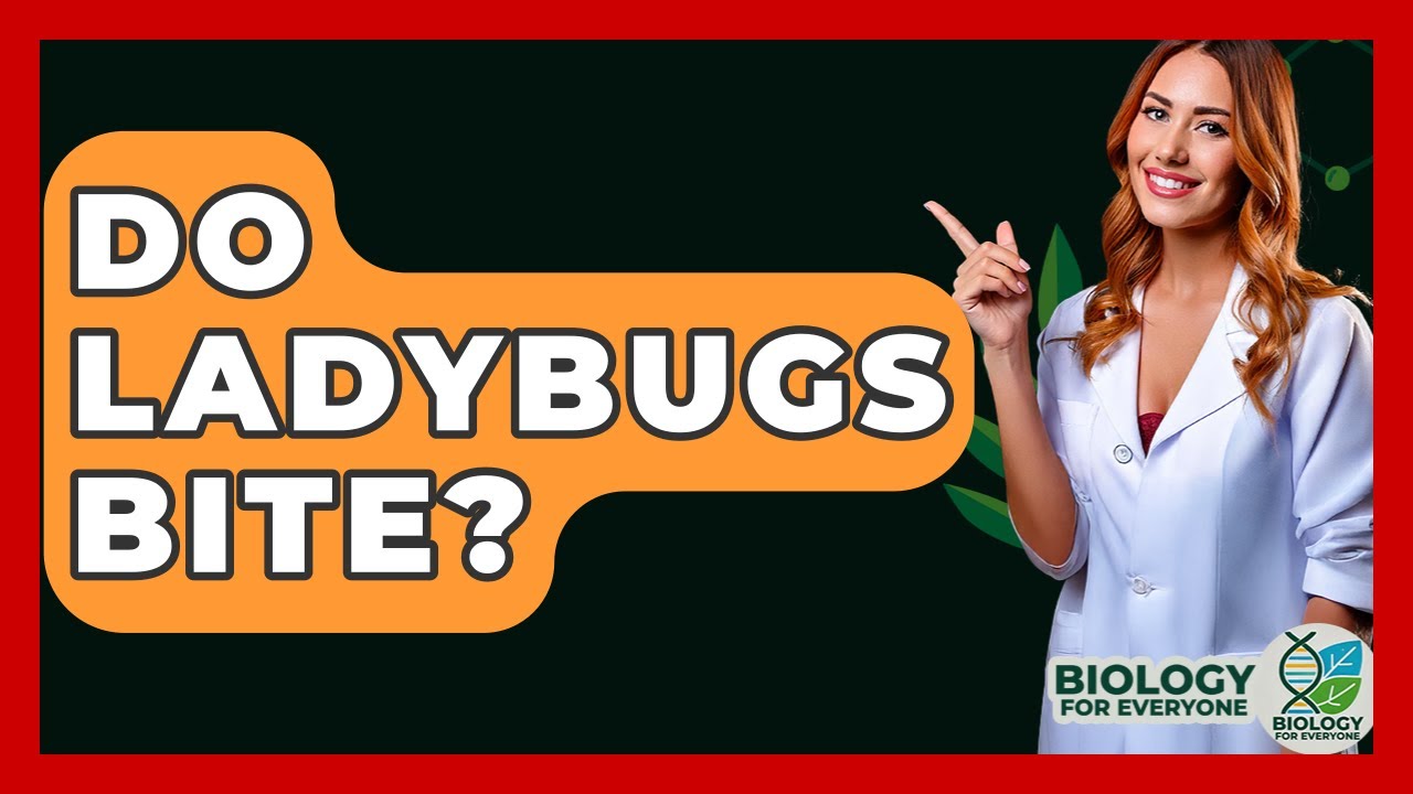 Do Ladybugs Bite? - Biology For Everyone - YouTube