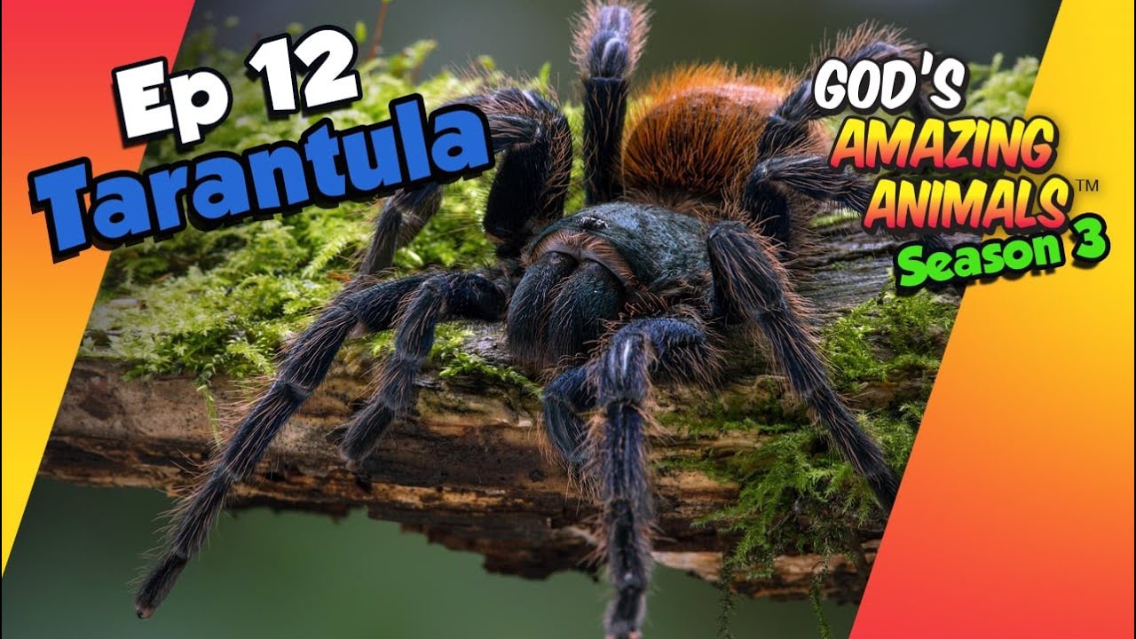 🕷️ Fascinating Facts About Tarantulas - God's Amazing Animals (S3 Ep12 ...