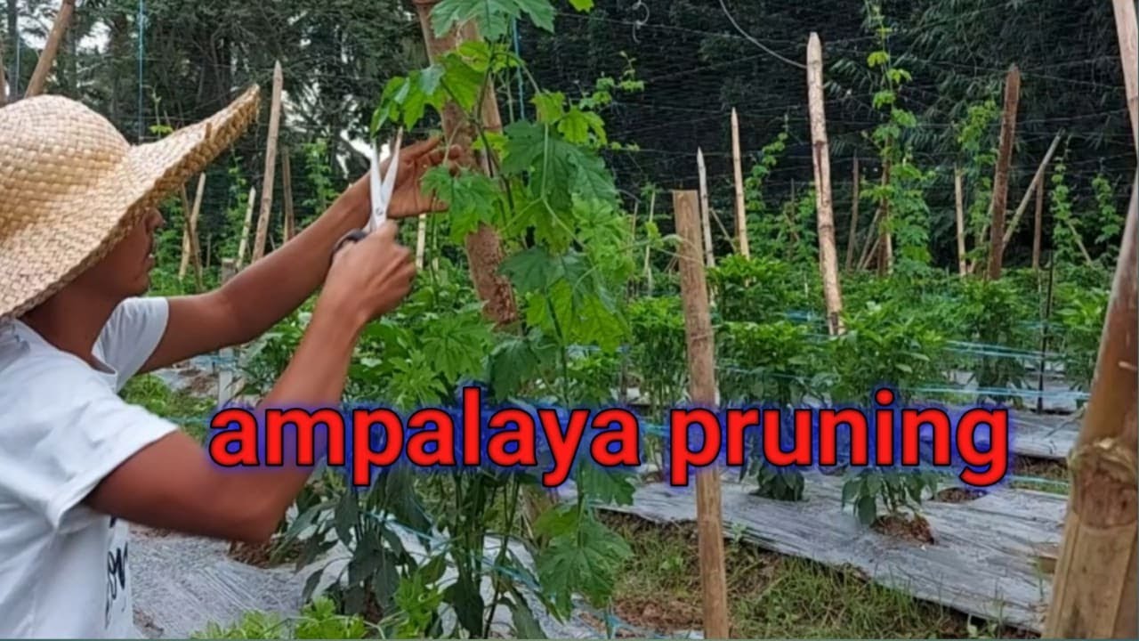 ampalaya pruning (sta lucia condor seeds) - YouTube