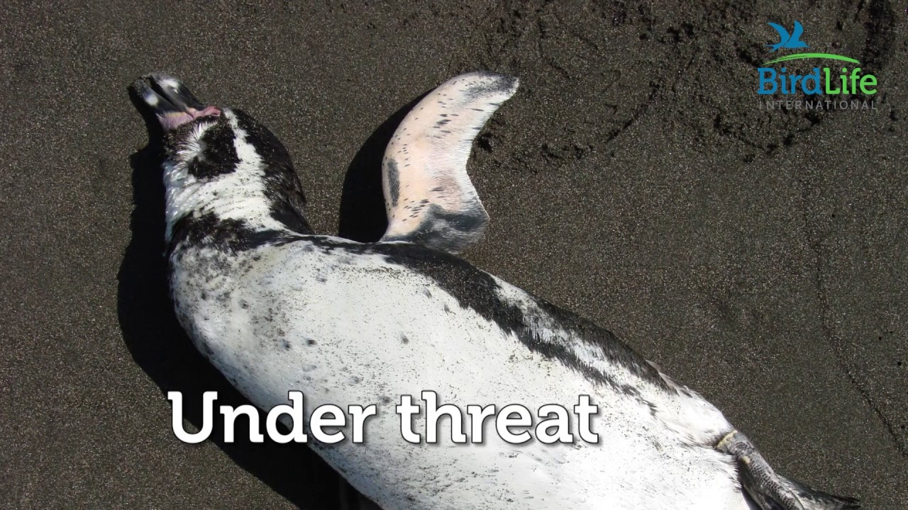 Protect a penguin today - YouTube