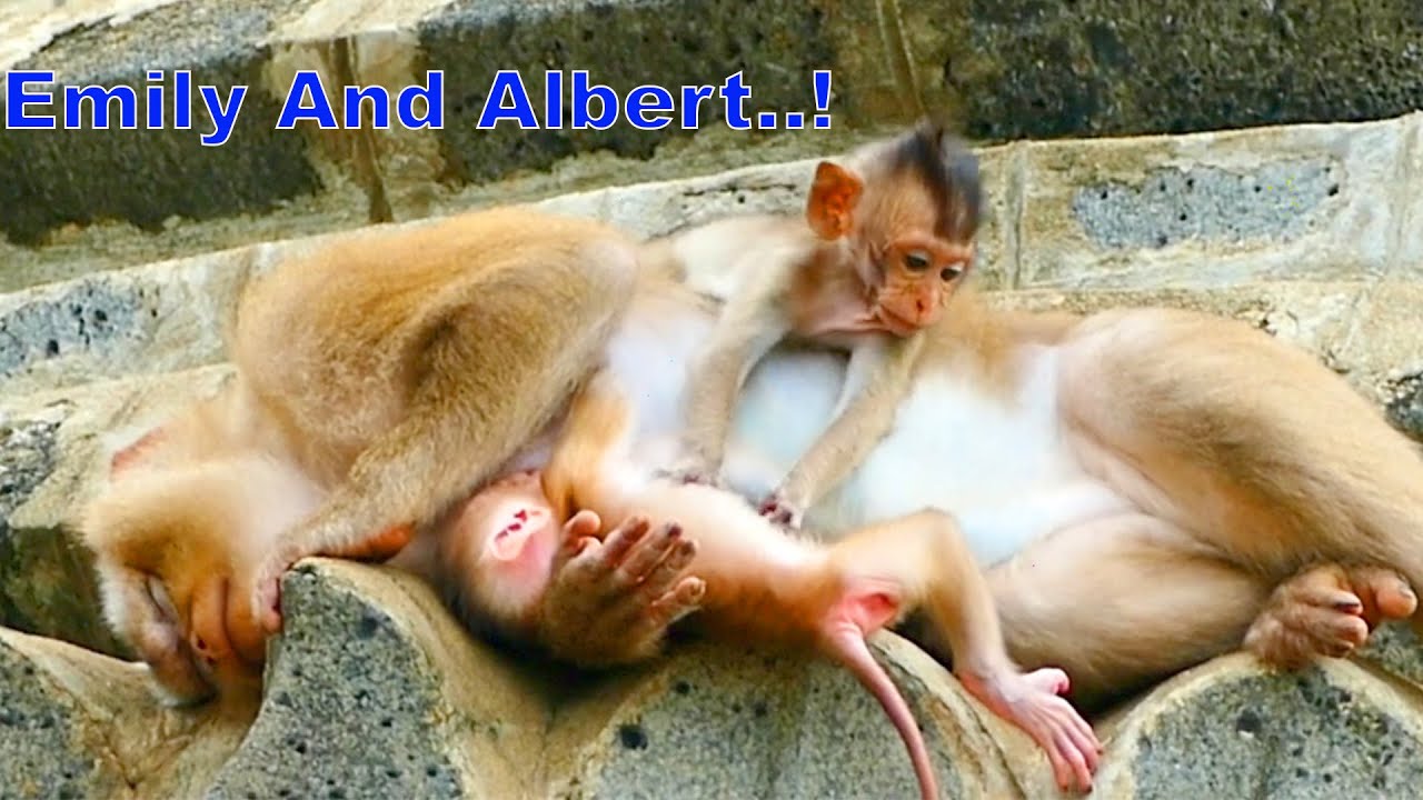 OMG....Sweetie Monkey Ally Sleeping On High Temple That Looks Very ...