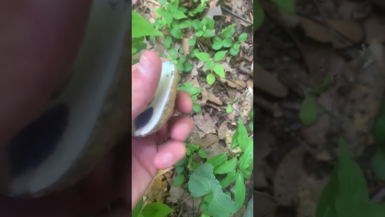 Cool Blue Staining Bolete Mushroom - YouTube