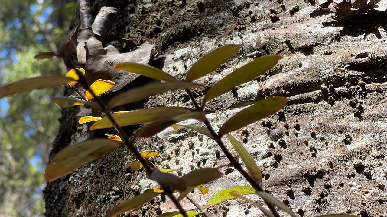 Wisdom of the Kauri - YouTube