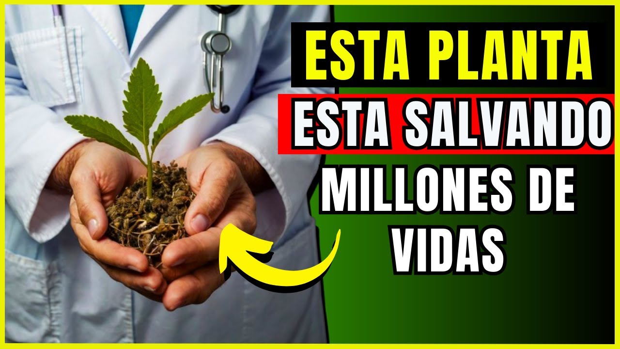 🥬LA PLANTA MEDICINAL MÁS PODEROSA QUE DEBES TENER EN TU JARDIN ...