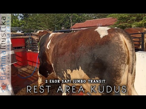 2 EKOR SAPI JUMBO TRANSIT KE PASAR KUDUS - YouTube