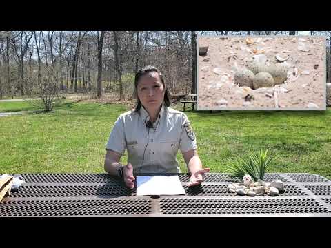 World Migratory Bird Day: Plover Discussion