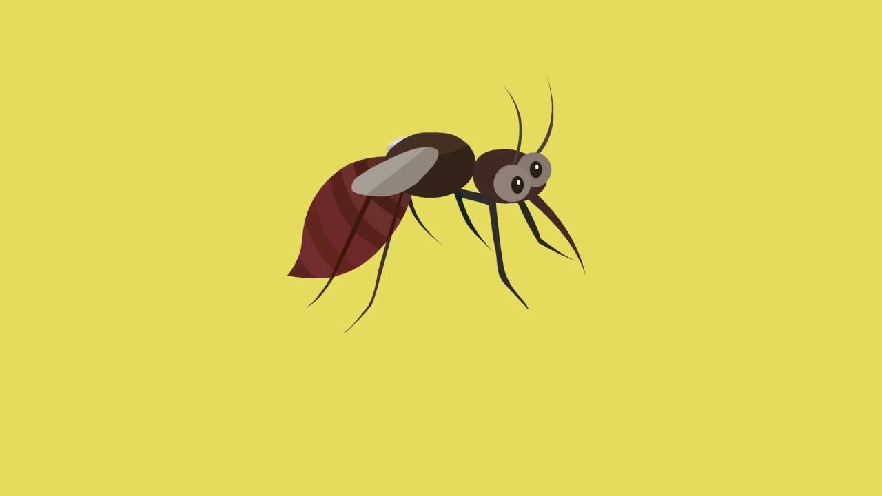 Dengue- Motion Graphic Animation - YouTube