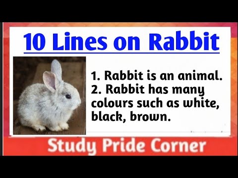 10 Lines on Rabbit 🐰 in English || Few Lines on Rabbit || Study Pride ...