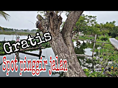Rute spot mancing Lamongan || Dusun Meluke Desa Sidomulyo Kec Deket