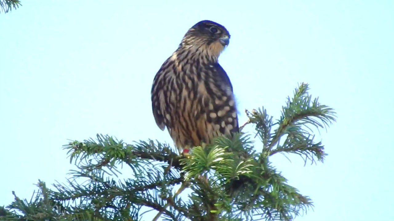 august 26 2017 13:59 - rescued rehabbed Merlin fledgling - YouTube