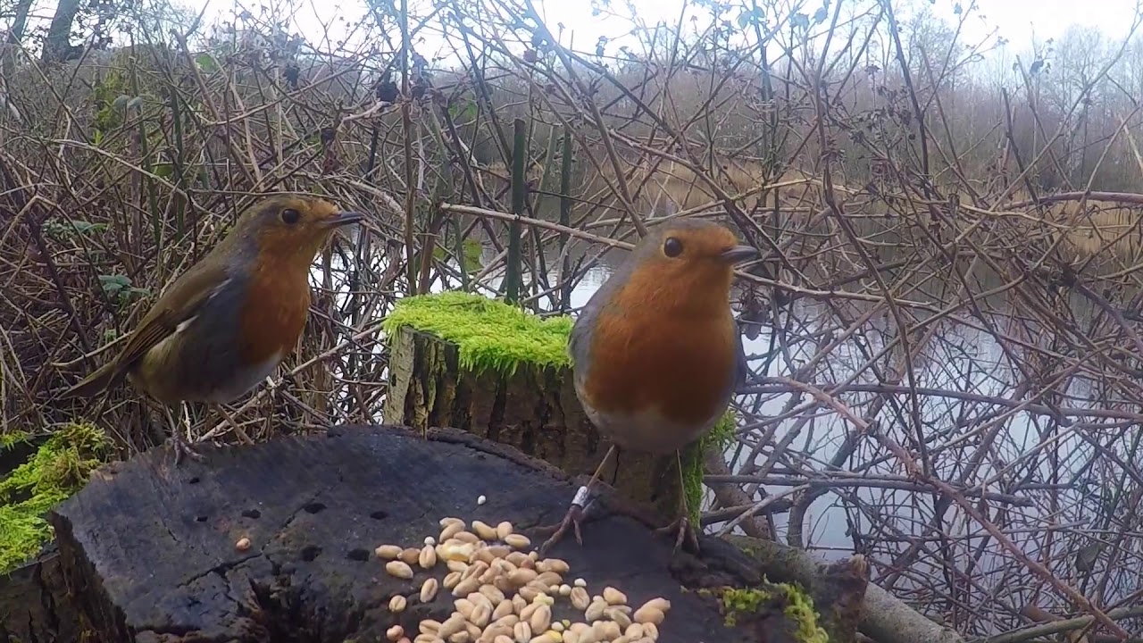 HAND FEEDING ROBINS - YouTube
