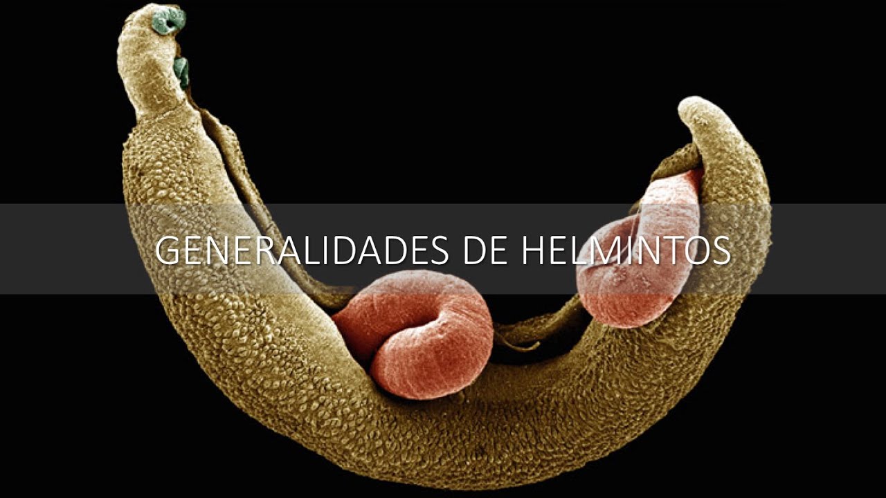 Generalidades de Helmintos Biología, Ciclo evolutivo, Nematodos - YouTube