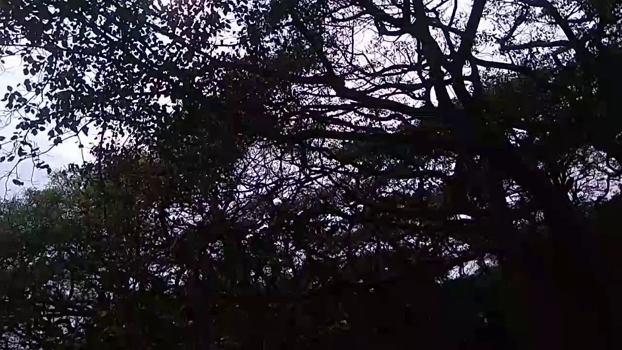 Banaya tree - YouTube