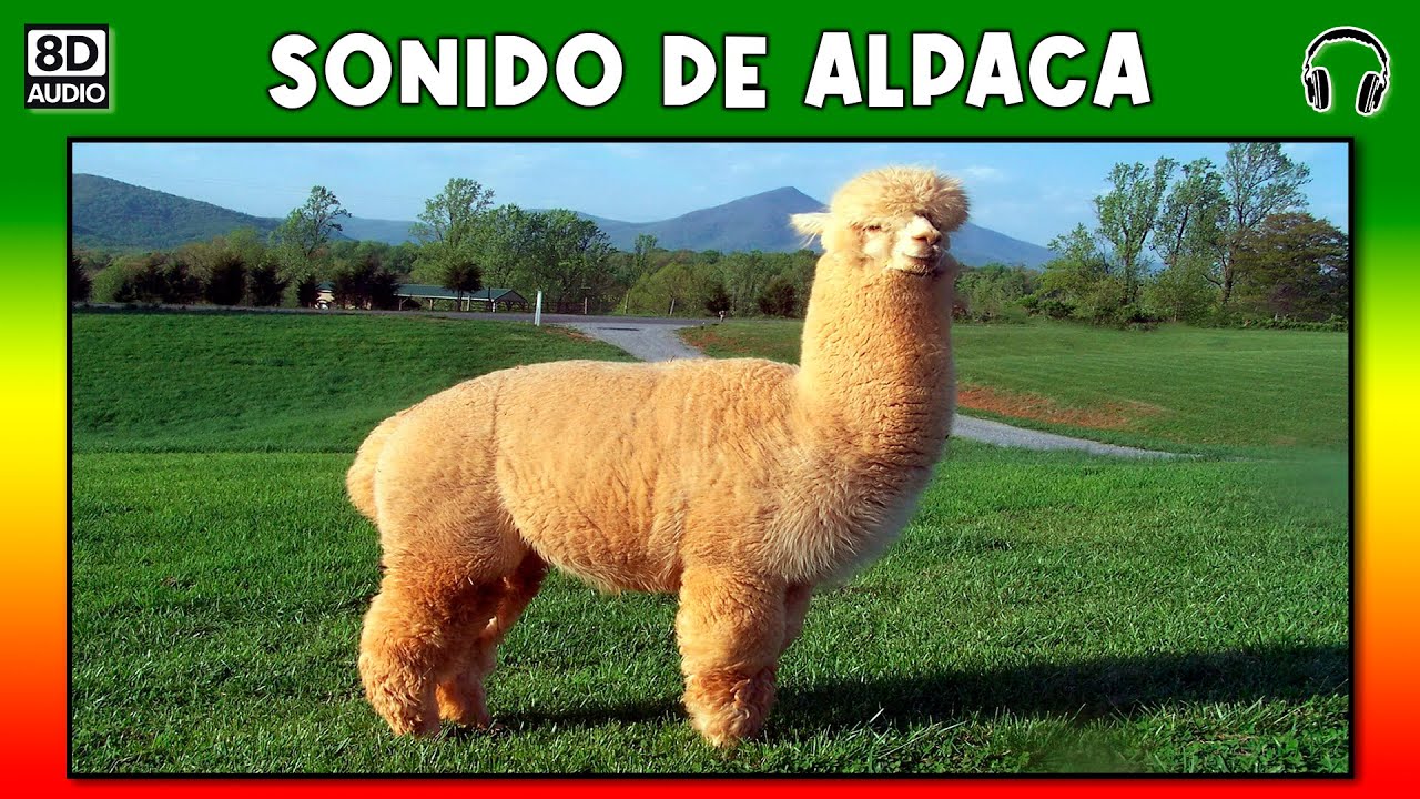 SONIDO DE ALPACA 🐏 - YouTube