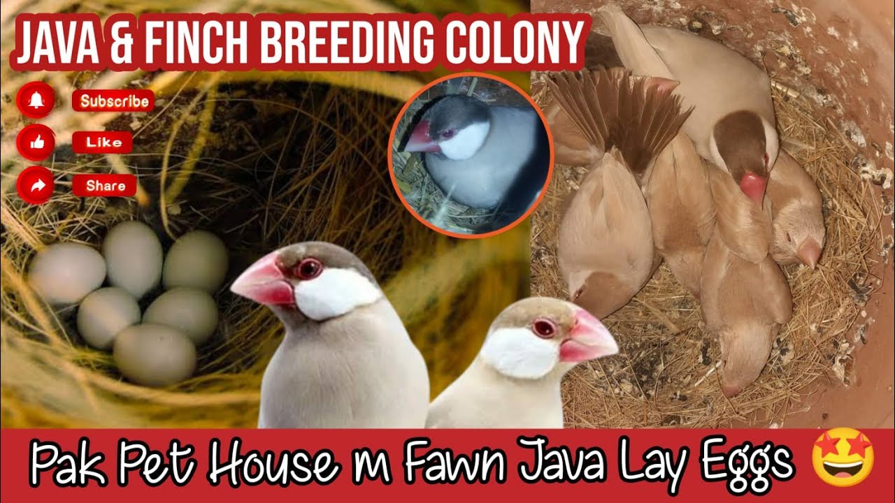 Pak Pet House mai Fawn JAVA ki breed start 🤩 | Finches & Java Breeding ...