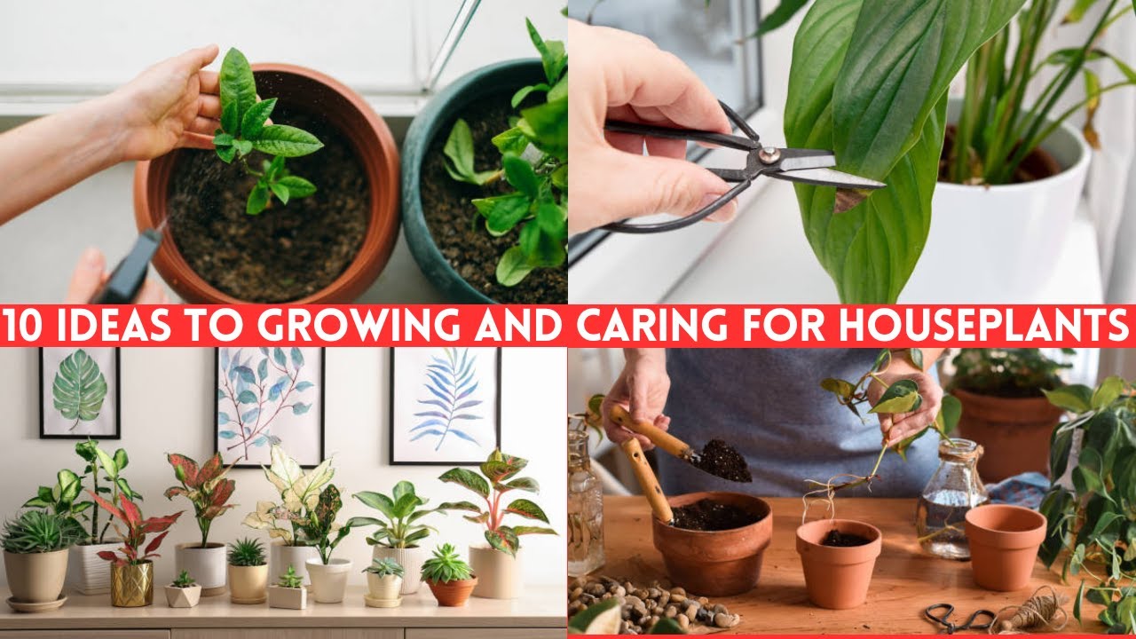 Ideas For Green Thumb Tips: A Comprehensive Guide to Growing and Caring for Houseplants - YouTube
