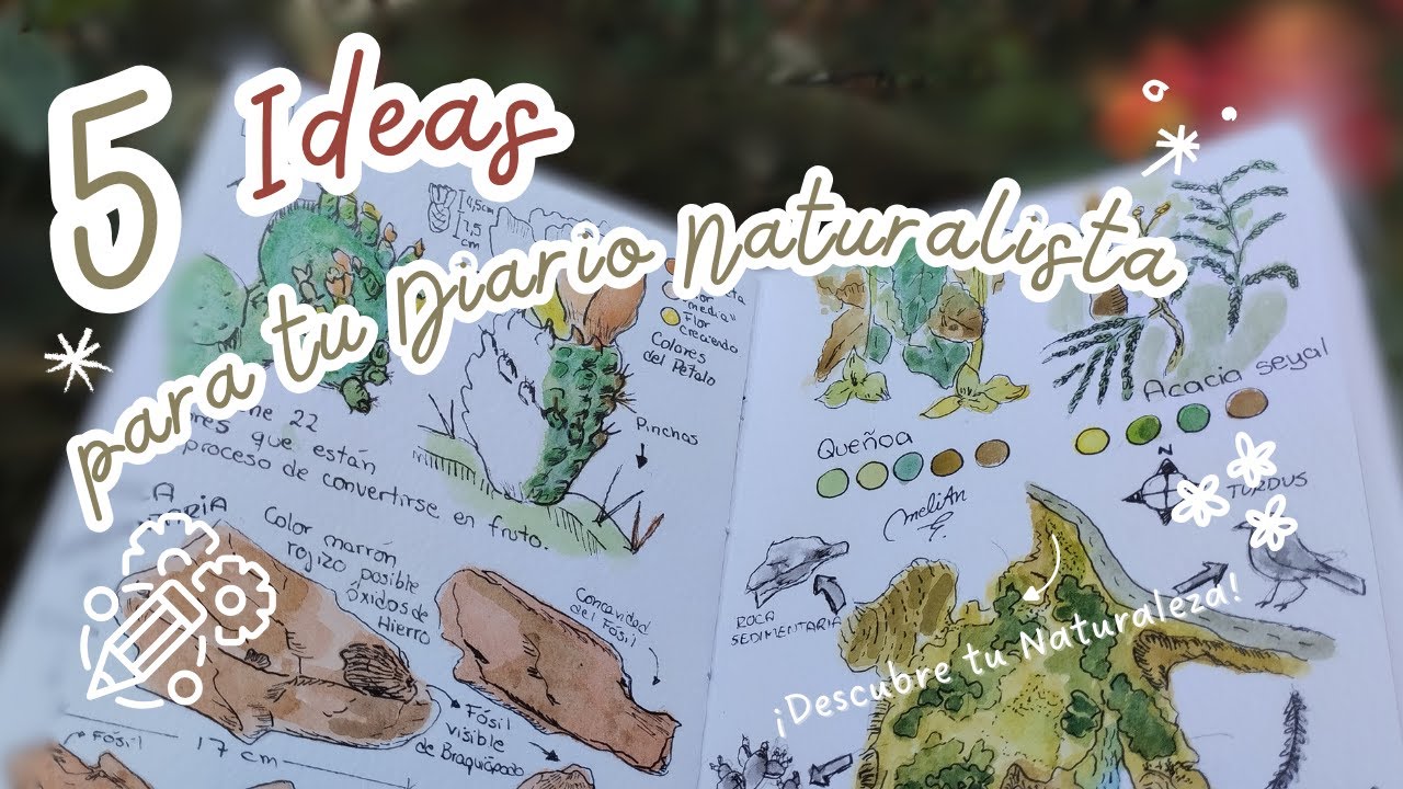 5 IDEAS para tu Diario de Naturaleza - YouTube