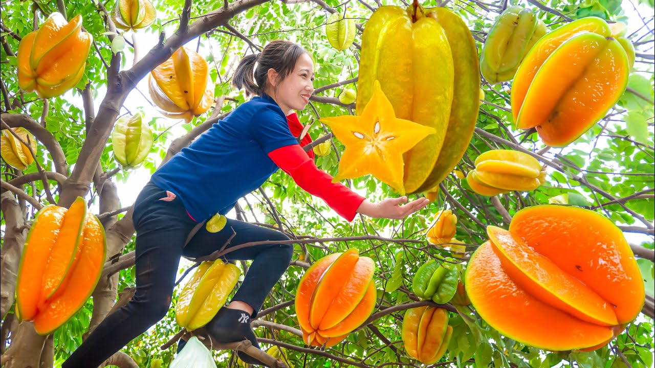 Harvest Sour Star Fruit to sell at the market - cook attractive sour ...
