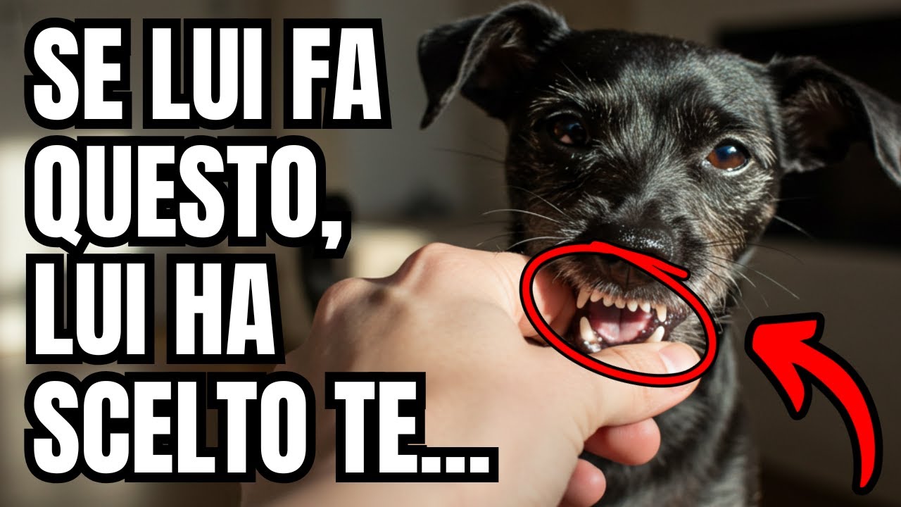 Amore Incondizionato? 7 Segnali Chiari che il Tuo Cane Ti Adora! - YouTube