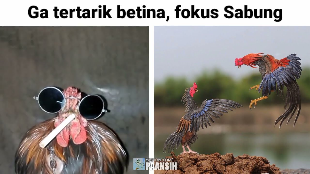 meme ayam keren... - YouTube