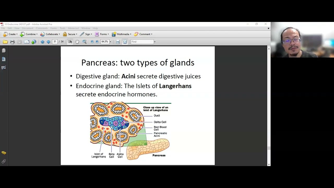 Endocrine - 4 pancreas - YouTube