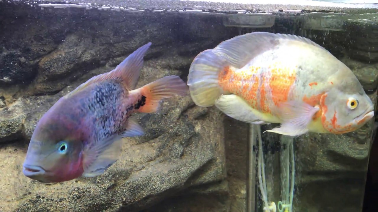 American Cichlid Tank Introduction - YouTube