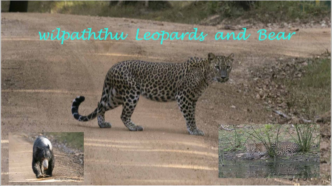 Wilpaththu National Park - YouTube