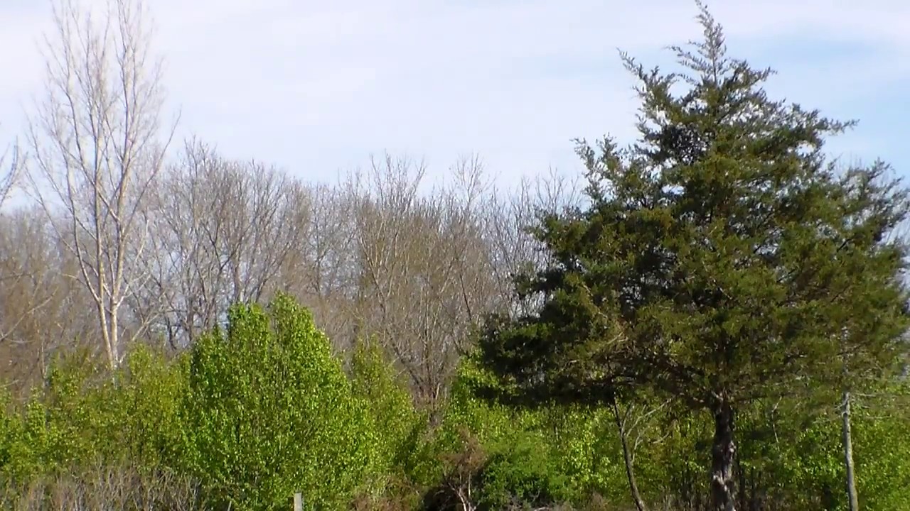 Trees Leafing Out April 20, 2018 - YouTube