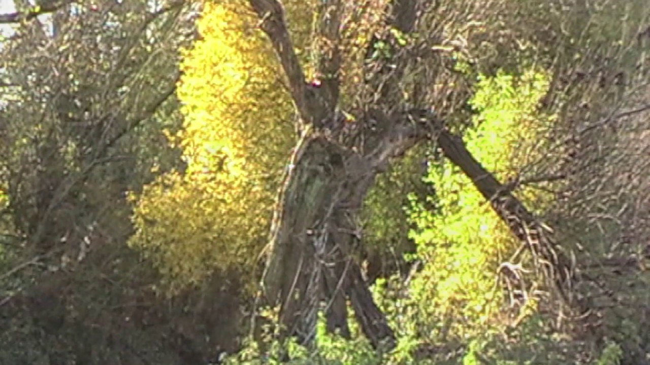 ViDi 26 Lark Rise Farm and The Countryside Restoration Trust, Video ...