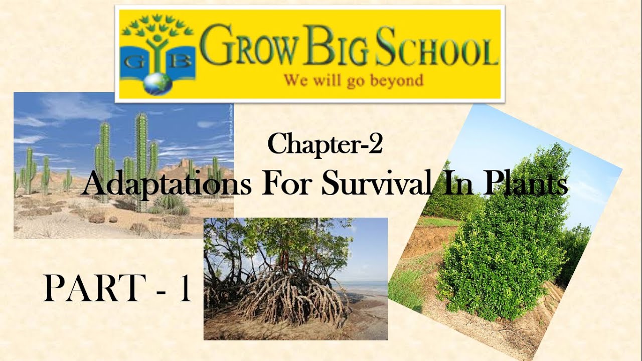 L-2|Adaptations For Survival In Plants| Class-IV - YouTube