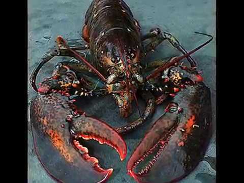 Broccoli Samurai - Loch Ness Lobster - YouTube