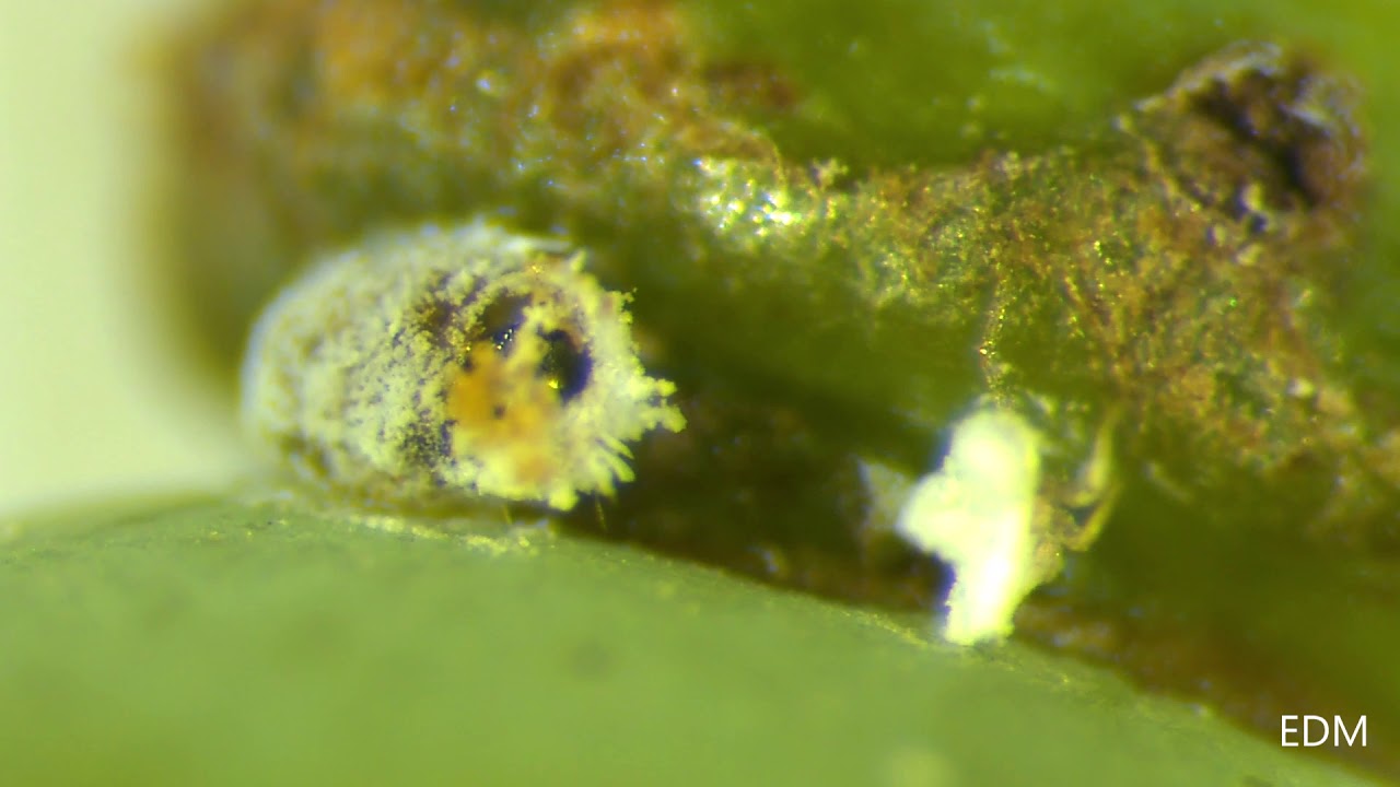 Anagyrus pseudococci, parassitoid of Planococcus ficus, 25Jul18, ED ...