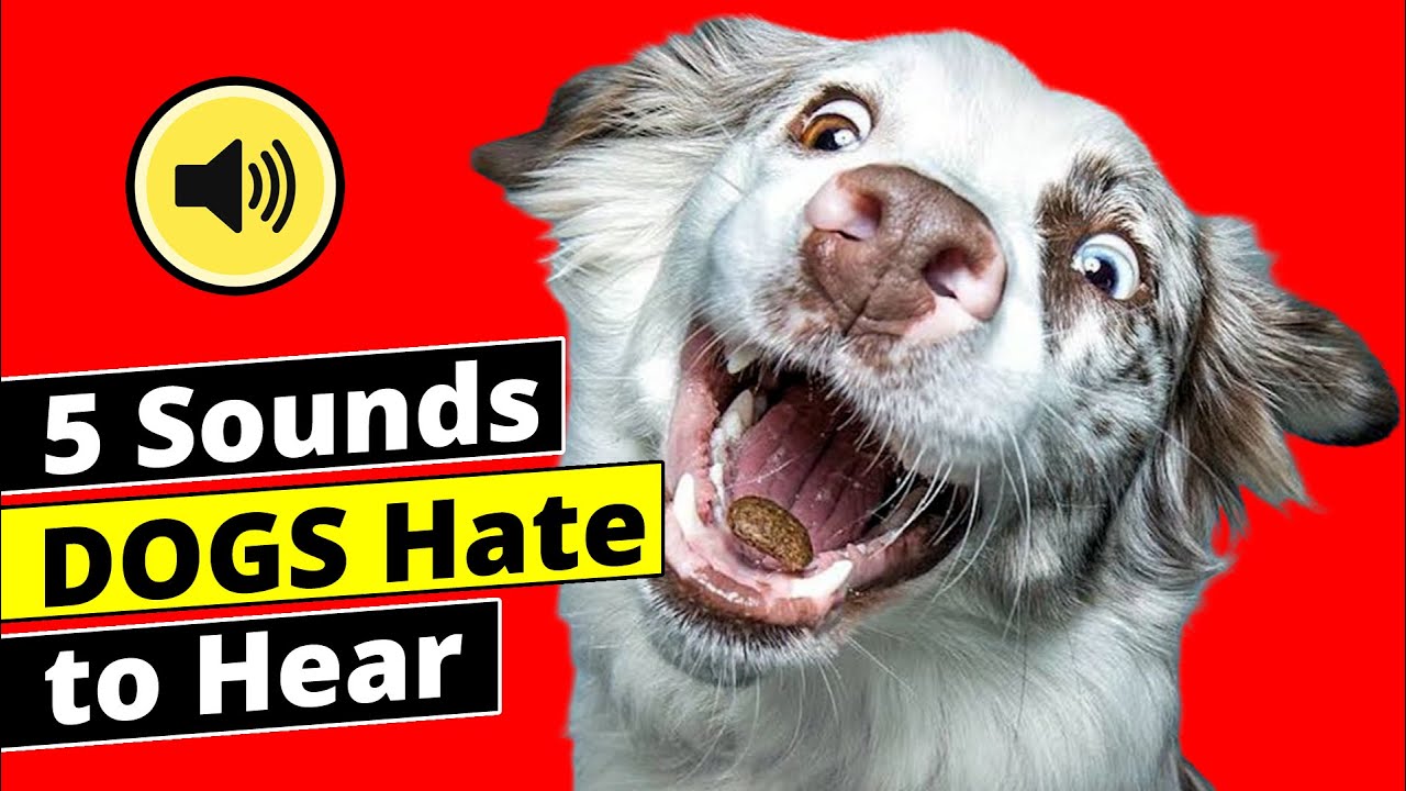 5 Sounds Dogs HATE to Hear all time - Dogs Go CRAZY - YouTube