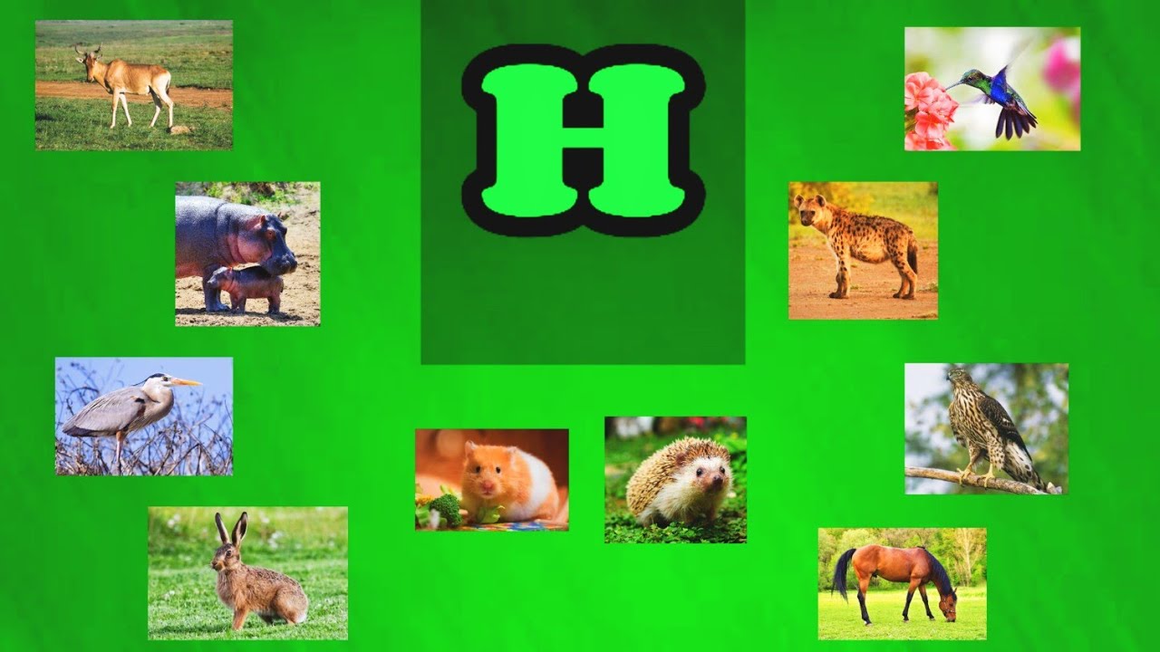 10 Animals name start with letter H with Pictures or Spelling - YouTube
