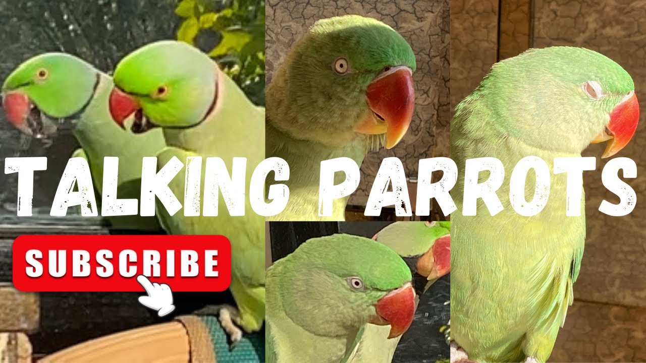 Talking parrots making funny movements - YouTube