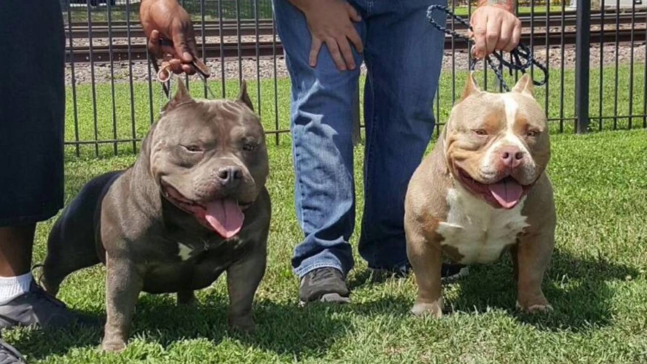 ABKC Kansas City Bully Expo 2 2016 - YouTube