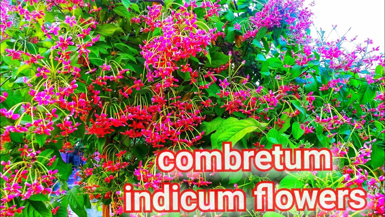 combretum indicum flowers vins so amazing natural beauty exploring by ...