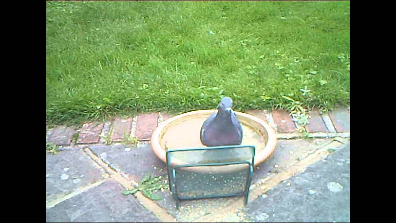 Clever Pigeon solving a problem - YouTube