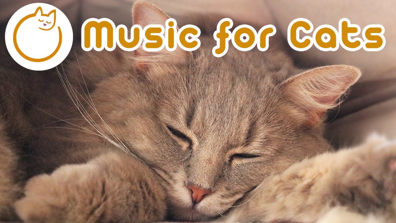 EXTRA LONG Music for Cats - 10 Hours of Soothing Sleep Lullabies 💤 ...